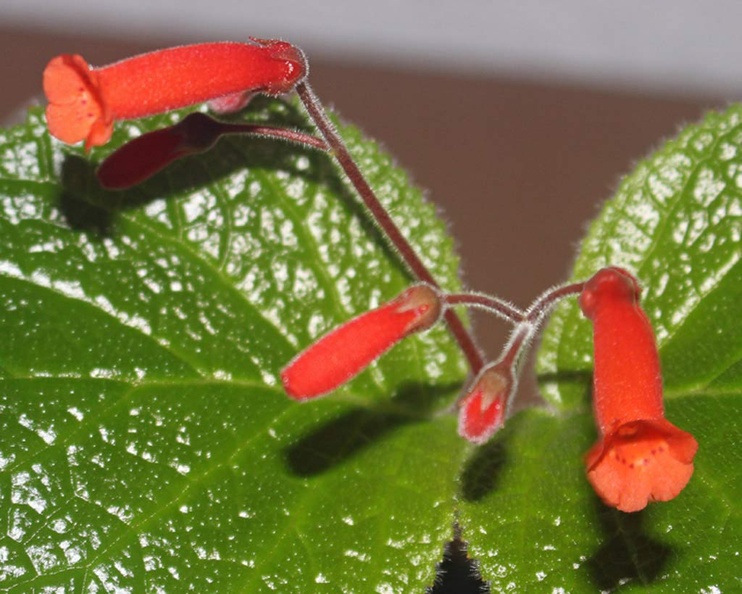 Sinningia Hybrid | TAVGS Gallery