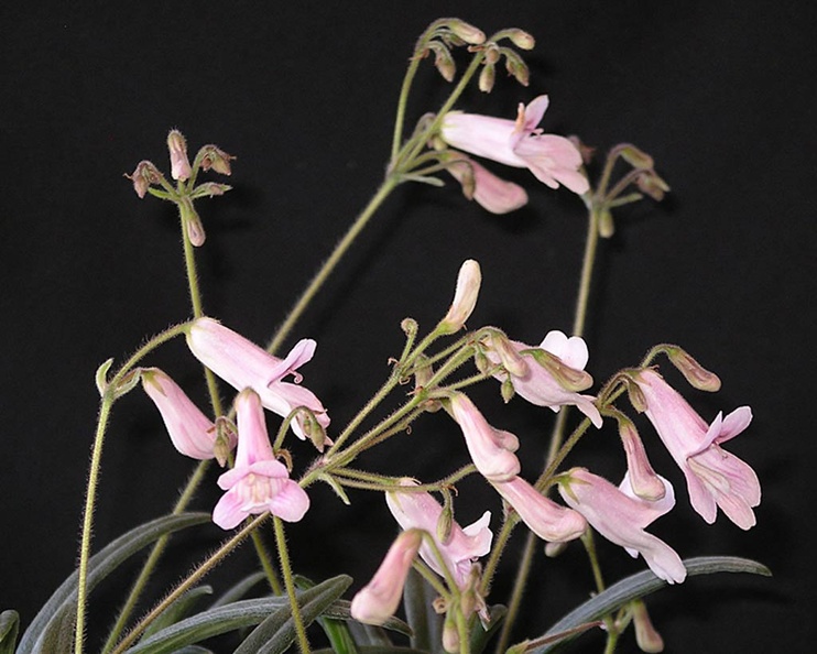 Primulina linearifolia | TAVGS Gallery